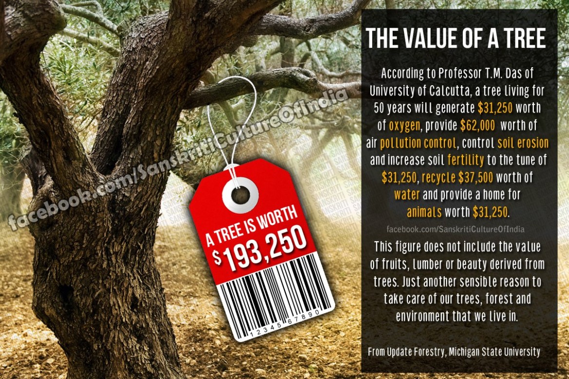 Value of a Tree | Sanskriti - Hinduism and Indian Culture Website