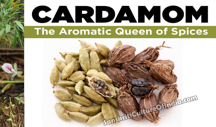 Cardamom: The Aromatic Queen of Spices | Sanskriti - Hinduism and ...